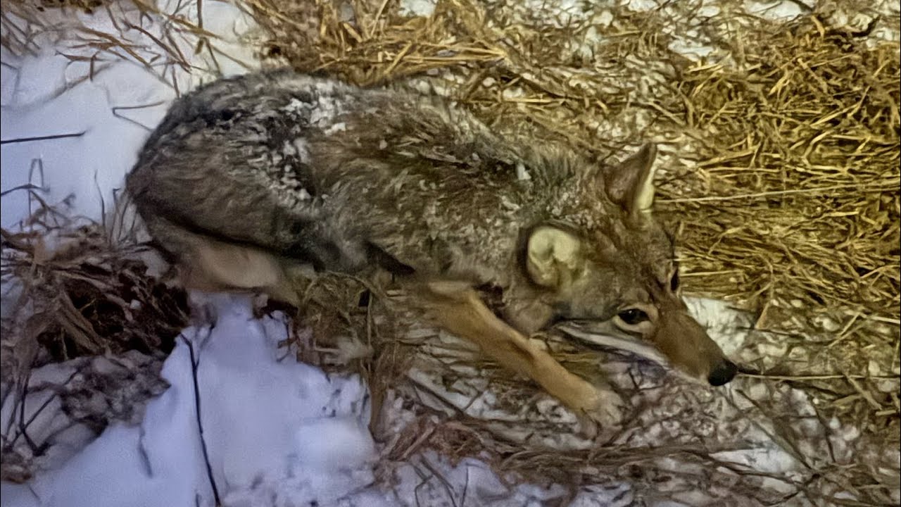 Trapping ep.16 (snaring coyotes) - YouTube