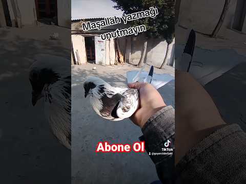 Yeni göyərçinimiz #bakigoyercinleri #goyercin #pigeon #sabuncuqusbazari