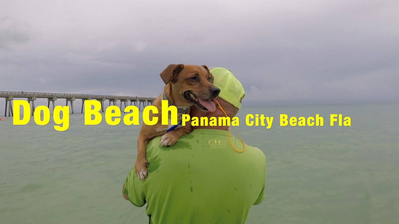 Dog Beach, Panama City Dog Beach Florida - YouTube