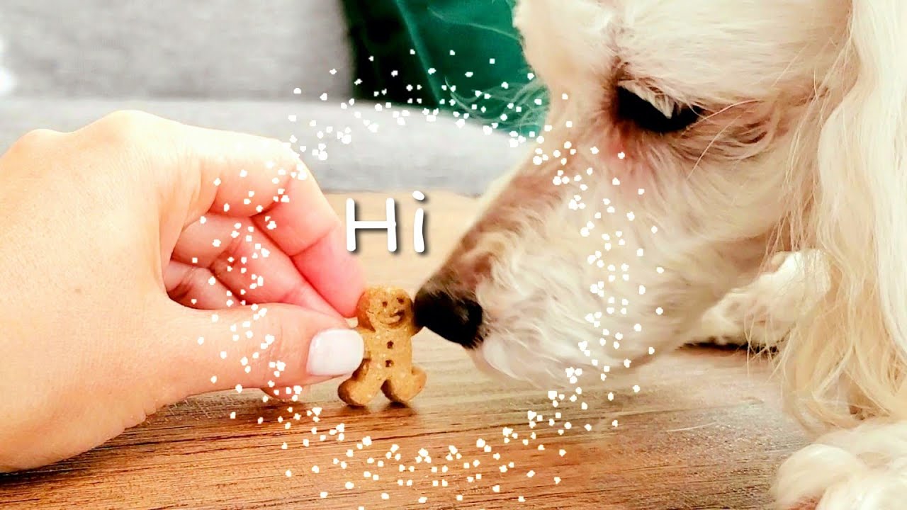 Dog vs Gingerbread Man/Life with Poodle Sisters/Dog vs Treats/ Dog ...