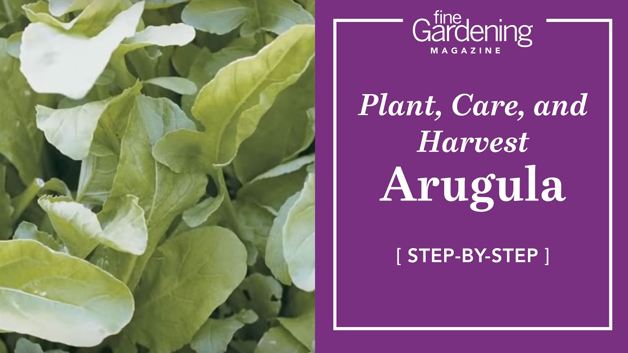 Arugula - Plant, Care, and Harvest - YouTube