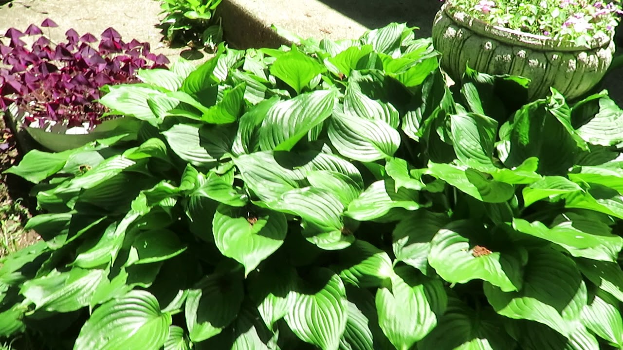 June 10 or 11, 2019 front hosta walk about. - YouTube