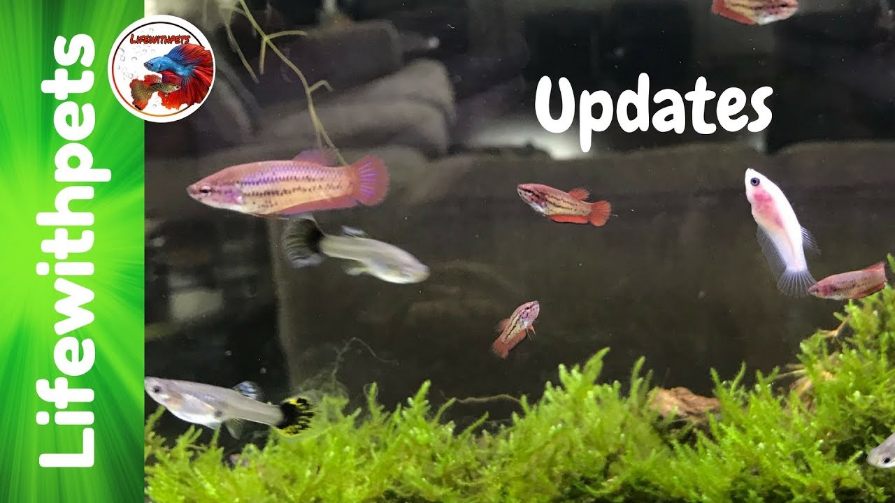 Updates On Betta Fish and Ich Outbreak. - YouTube