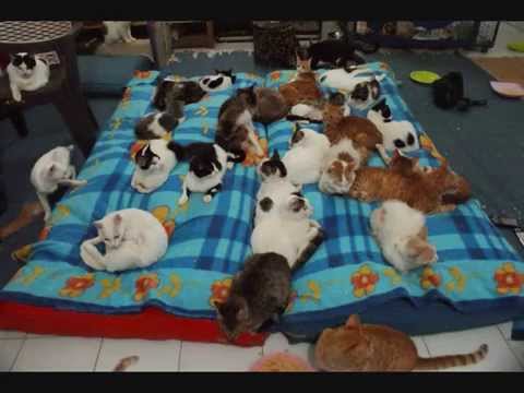 ESMA (Egyptian Society for Mercy to Animals) - YouTube