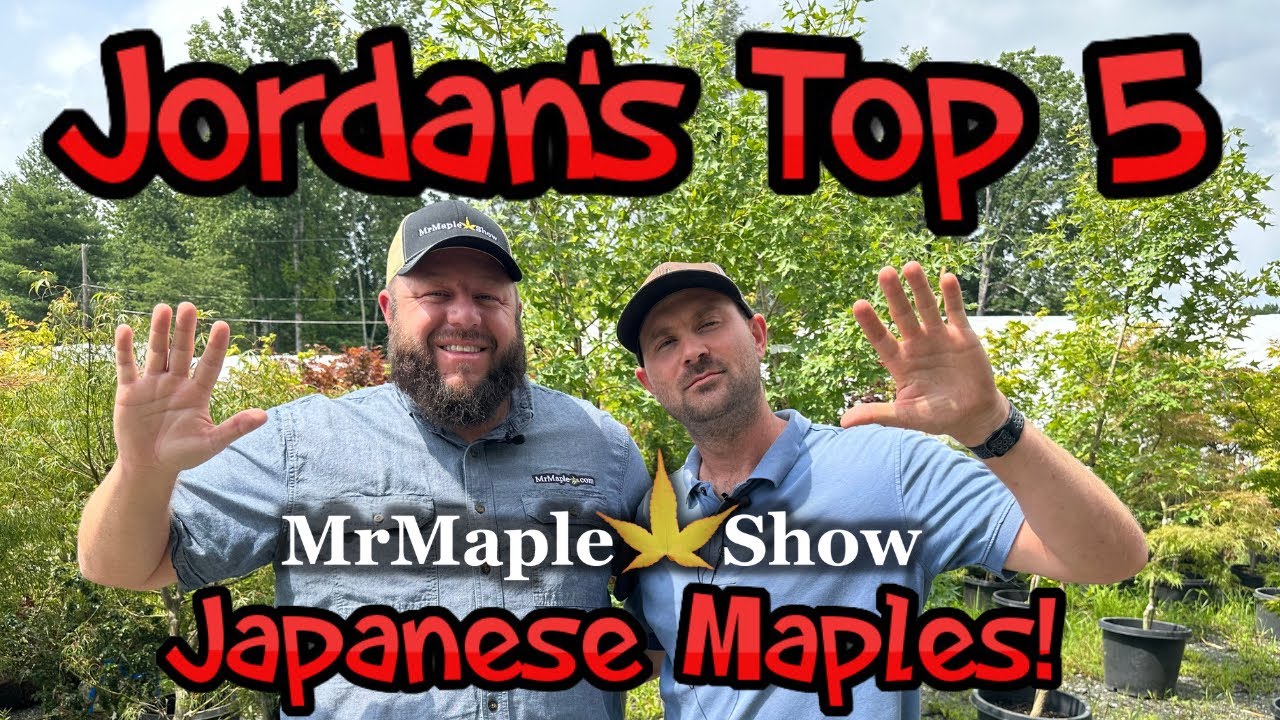 Top 5 Japanese Maples with Jordan the Horticulturalist - YouTube