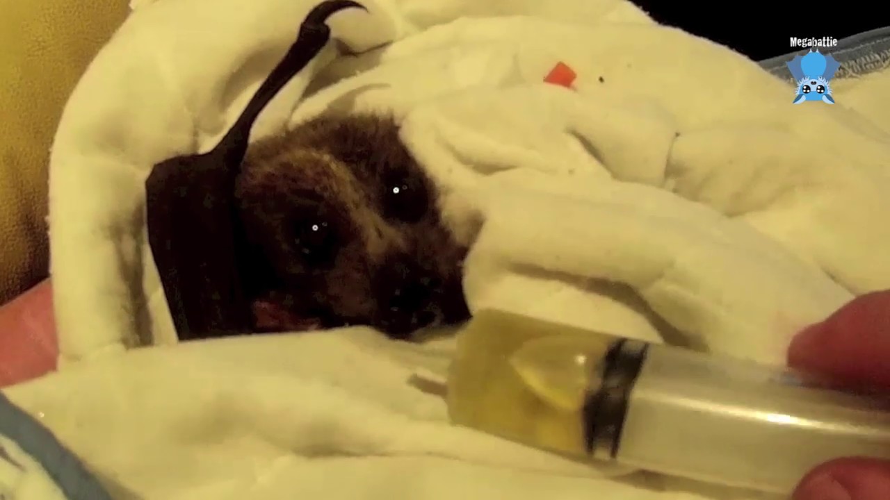 Juvenile flying-fox with head injury: this is Gene, night 2 in care ...