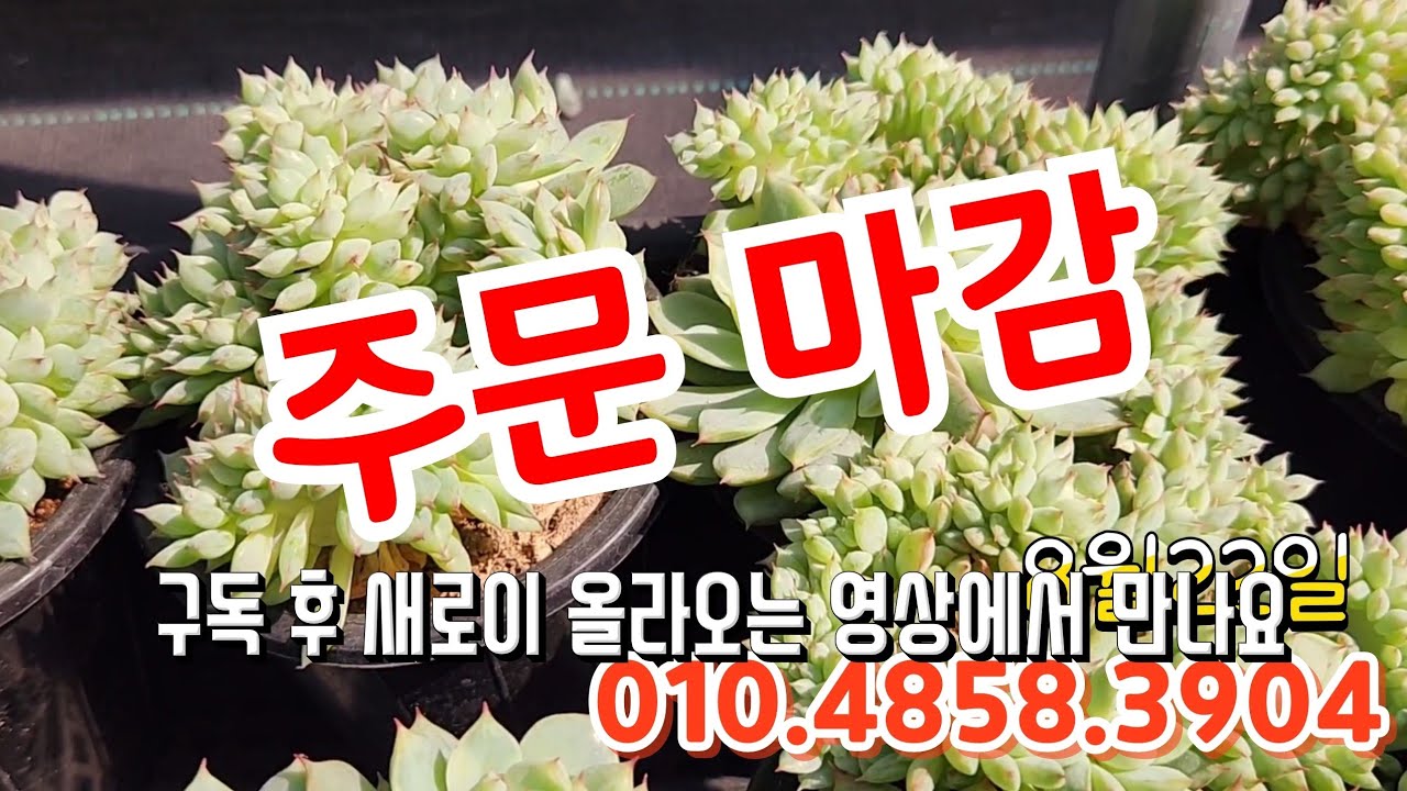 8월22일 분채배송 ️카드결제가능 새로 들어온 육이와 잘 다져진 매장육이들 모음 01048583904 전국택배가능