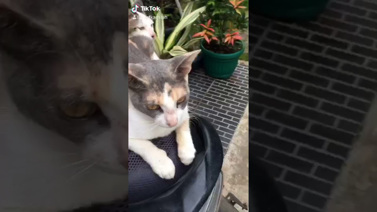 VIRAL KUCING MAIN TIKTOK BAGAIKAN LANGIT Part 2 #tiktok - YouTube