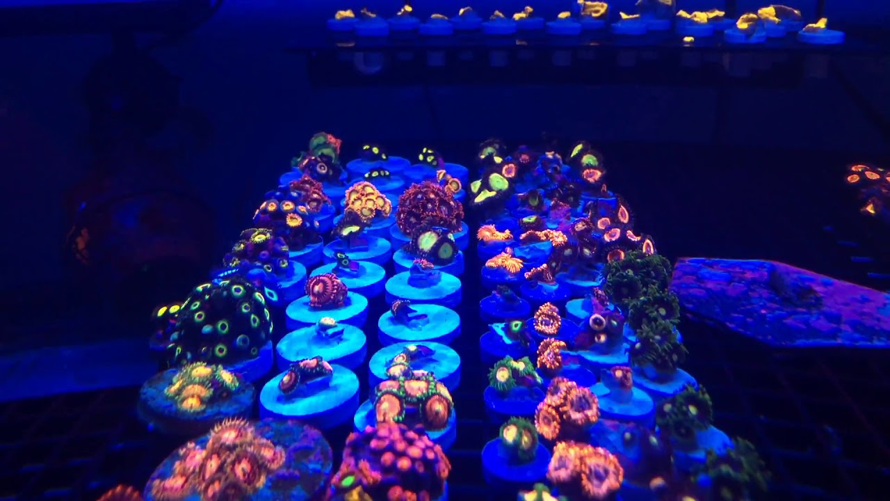 Major Coral Frag Tank - YouTube