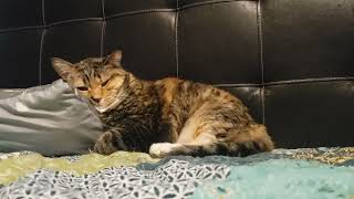 Ultimate Cat Cuddle: Adorable Pillow Paws - Trinding