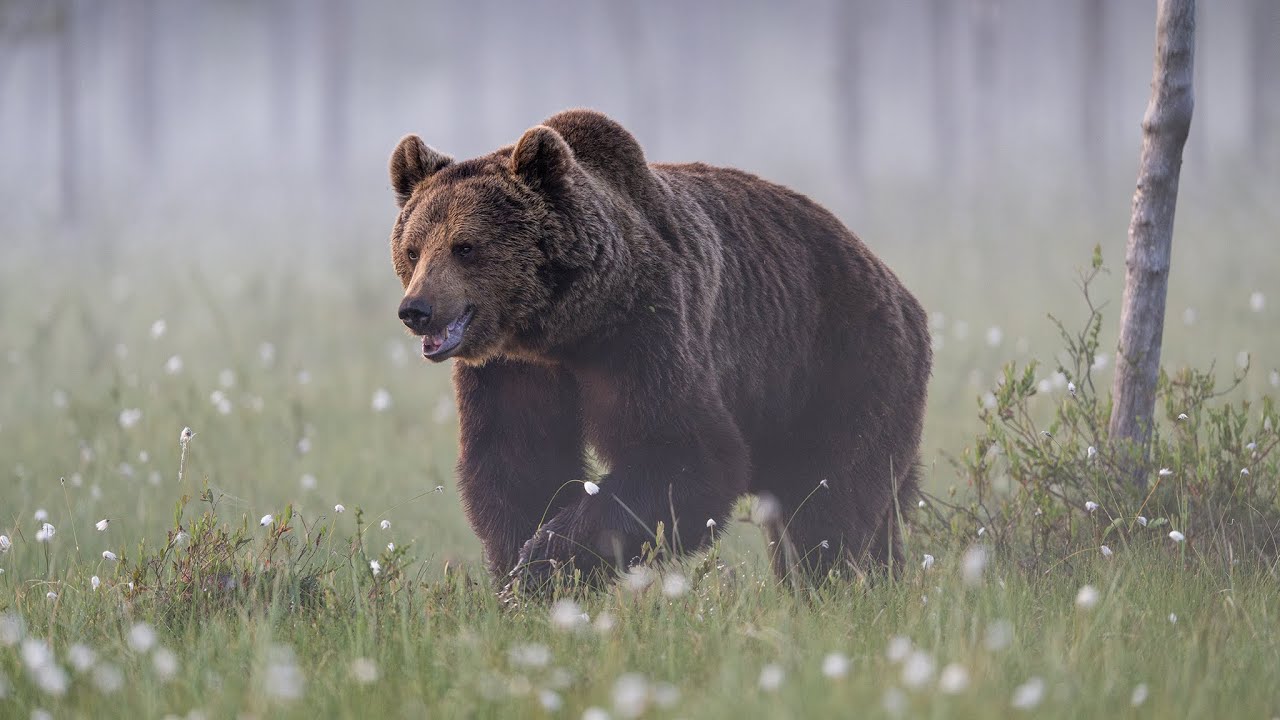 48 Hours with Finnish Bears: An Unforgettable Wildlife Encounter in ...