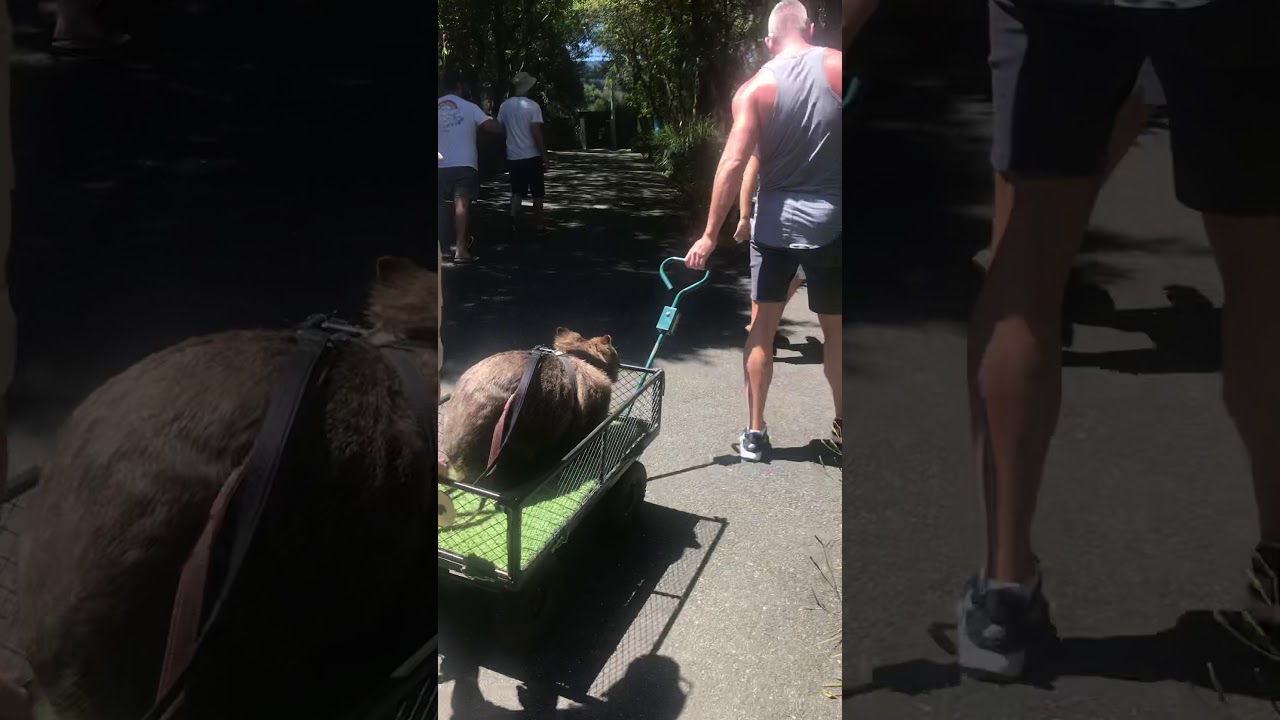 Taking Minibus the wombat for a ride - YouTube