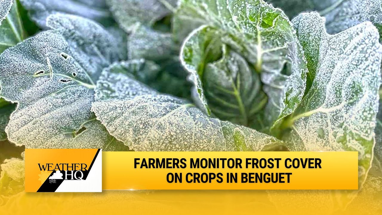 Farmers monitor frost cover on crops in Benguet | Weather HQ - YouTube