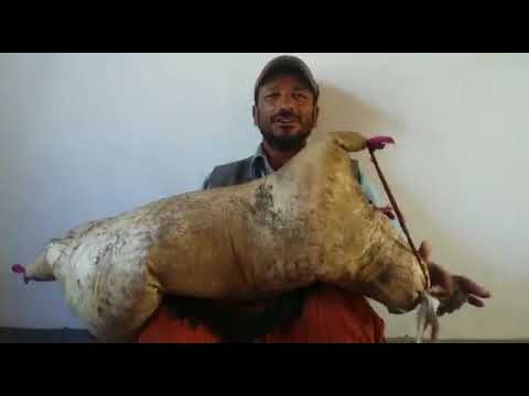 The Old method to make Lassi from milk and yogurt in Gilgit Baltistan ...