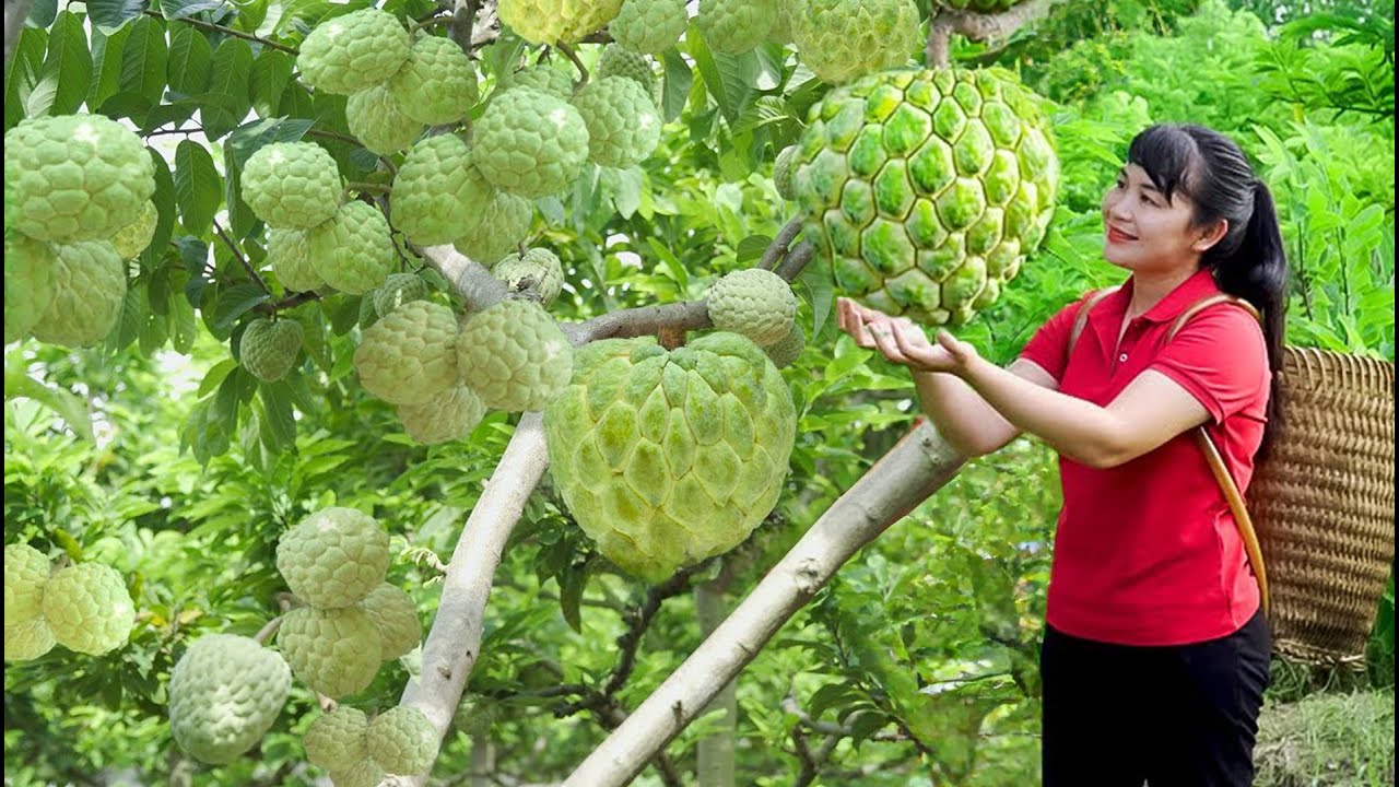Harvest Wild Custard Apple, Goes To Market Sell - Harvesting and ...