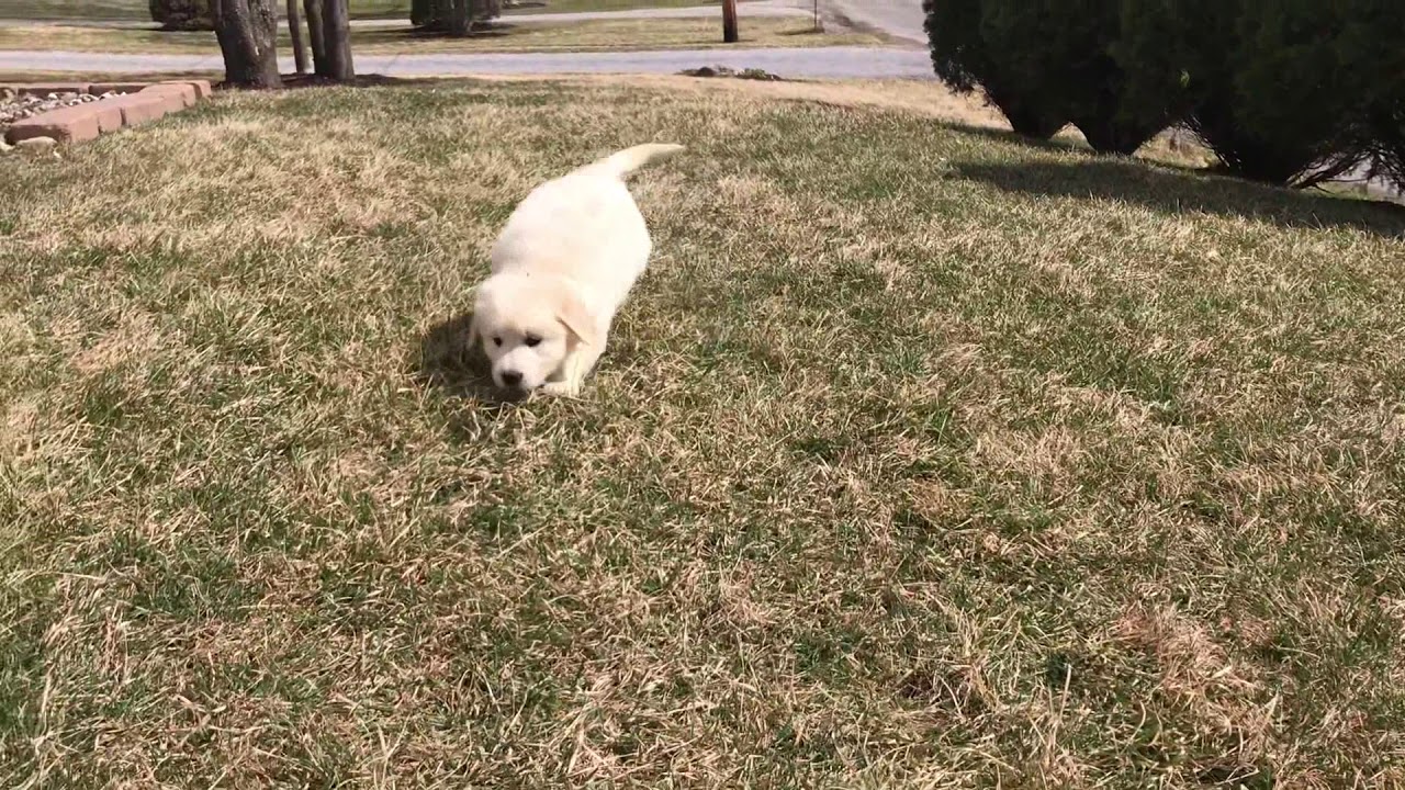 Amber Golden Retriever puppy for sale - YouTube
