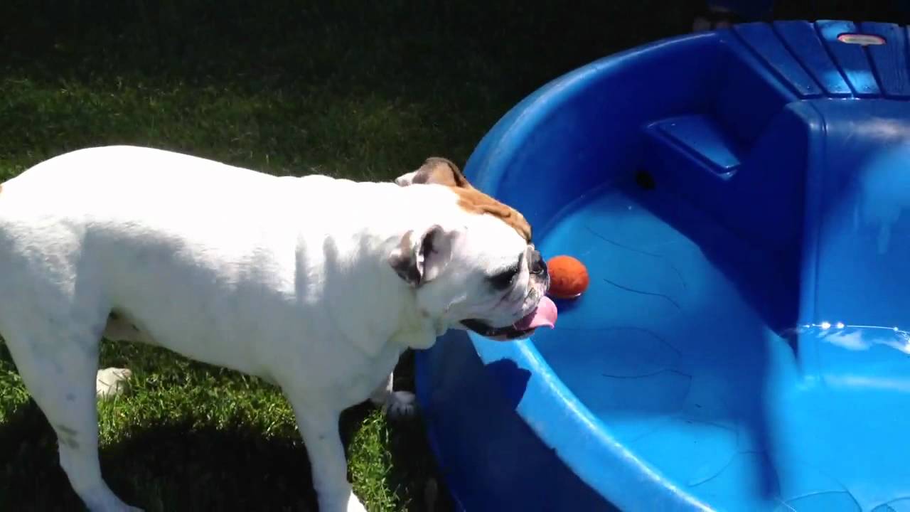 English Bulldog Jumps in Baby Pool - YouTube