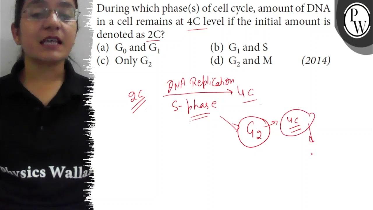 during-which-phase-s-of-cell-cycle-amount-of-dna-in-a-cell-remains-at
