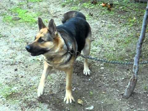 Γερμανικο ποιμενικο - YouTube