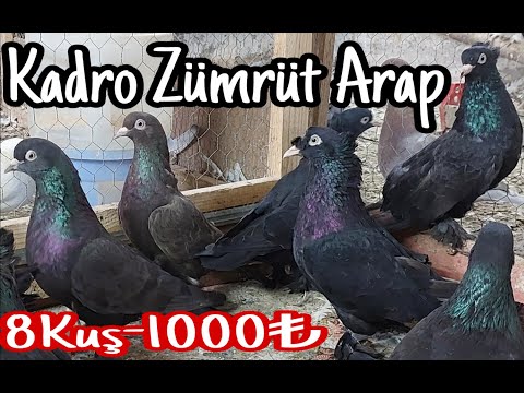 Kadro Zümrüt Arap. \