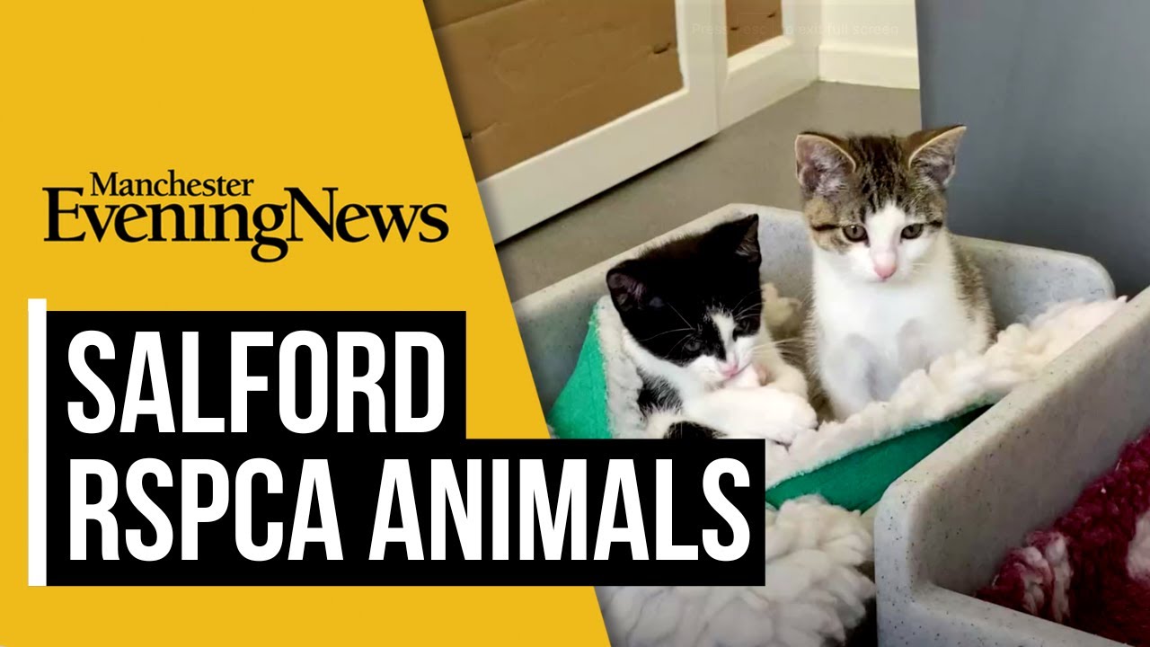 The Manchester and Salford RSPCA branch - YouTube