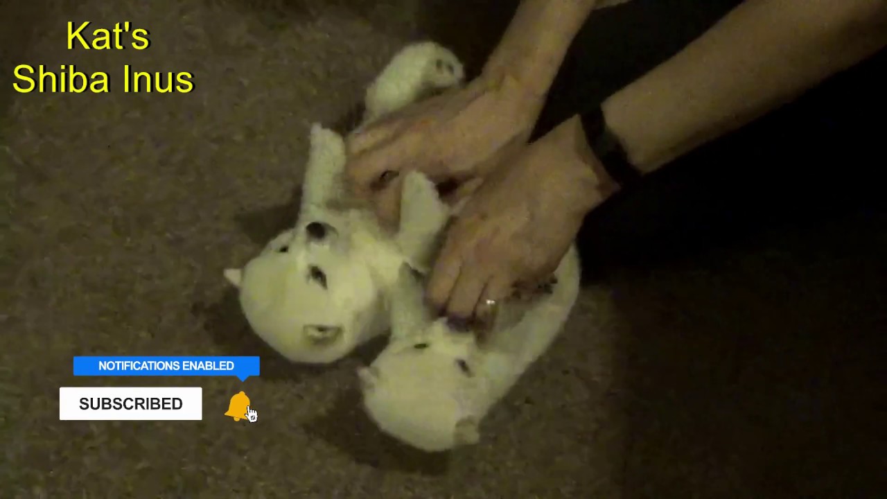 Shiba Inu puppies tummy rub - Mari - Manju - YouTube