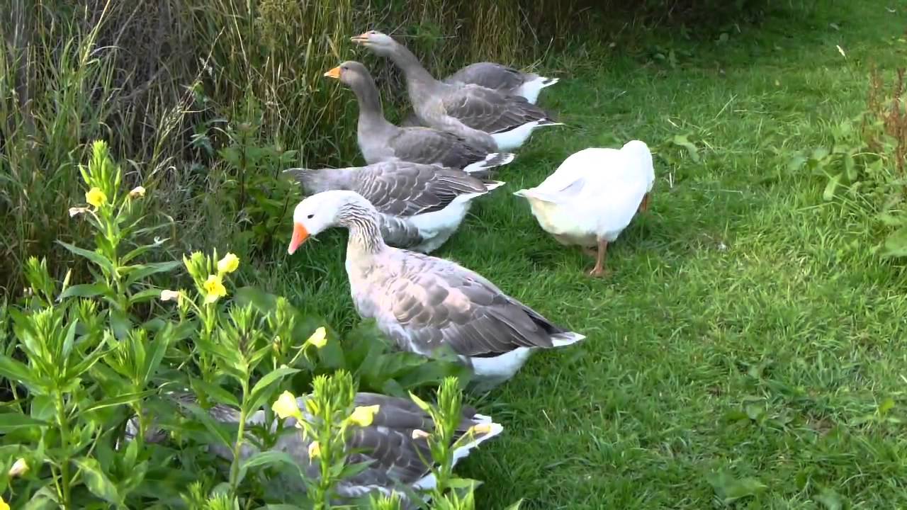 Pilgrim Geese and Goslings - YouTube