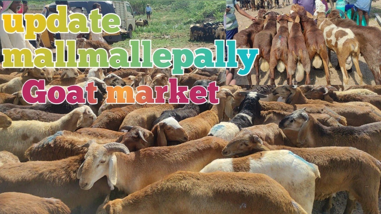 sunday Goat market mall mallepally update Rate public Review 11/6/23 ...