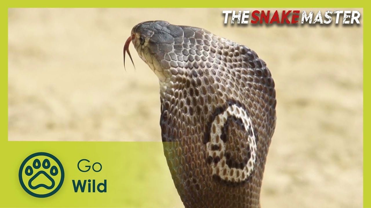 King cobra—the serpent king of western Thailand’s forests | Snake ...