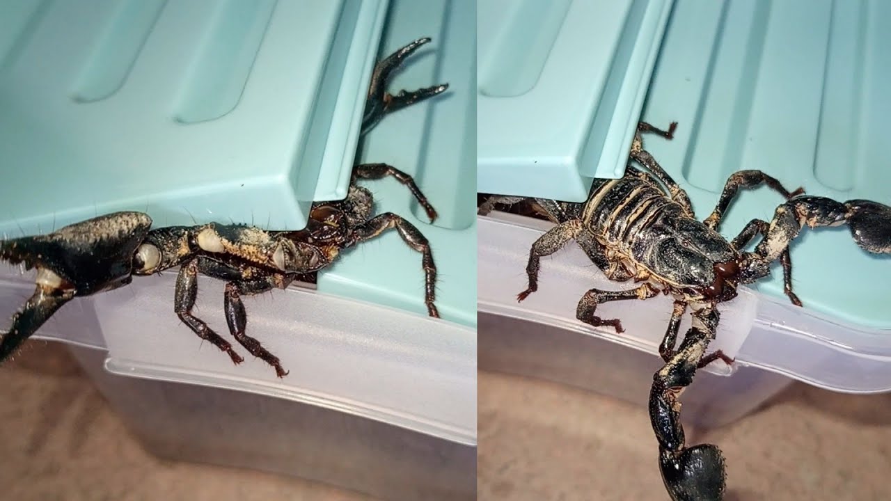 Scorpion tries to escape. Funny video about a scorpion. - YouTube