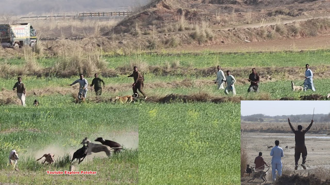 Rabbit Hunting | Greyhound Racing | Hare speed | Dog Race | Dogs ...