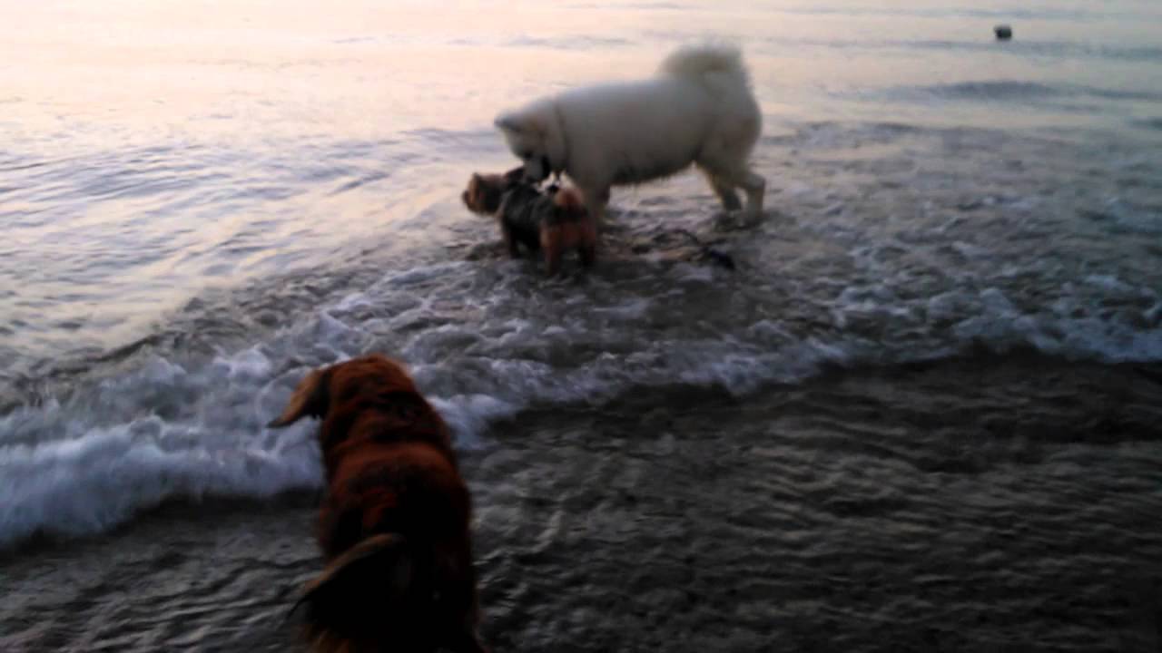 Coco & Tango Swim Day 2 - YouTube