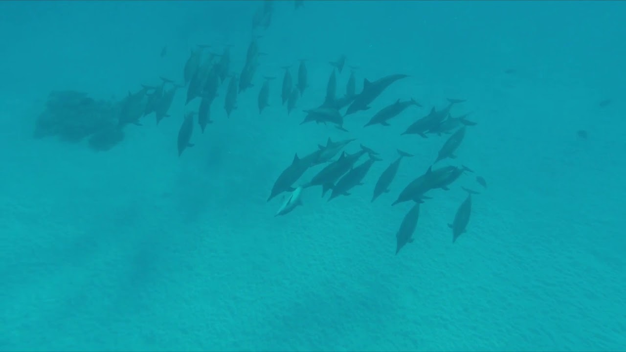 Dolphins !! - YouTube