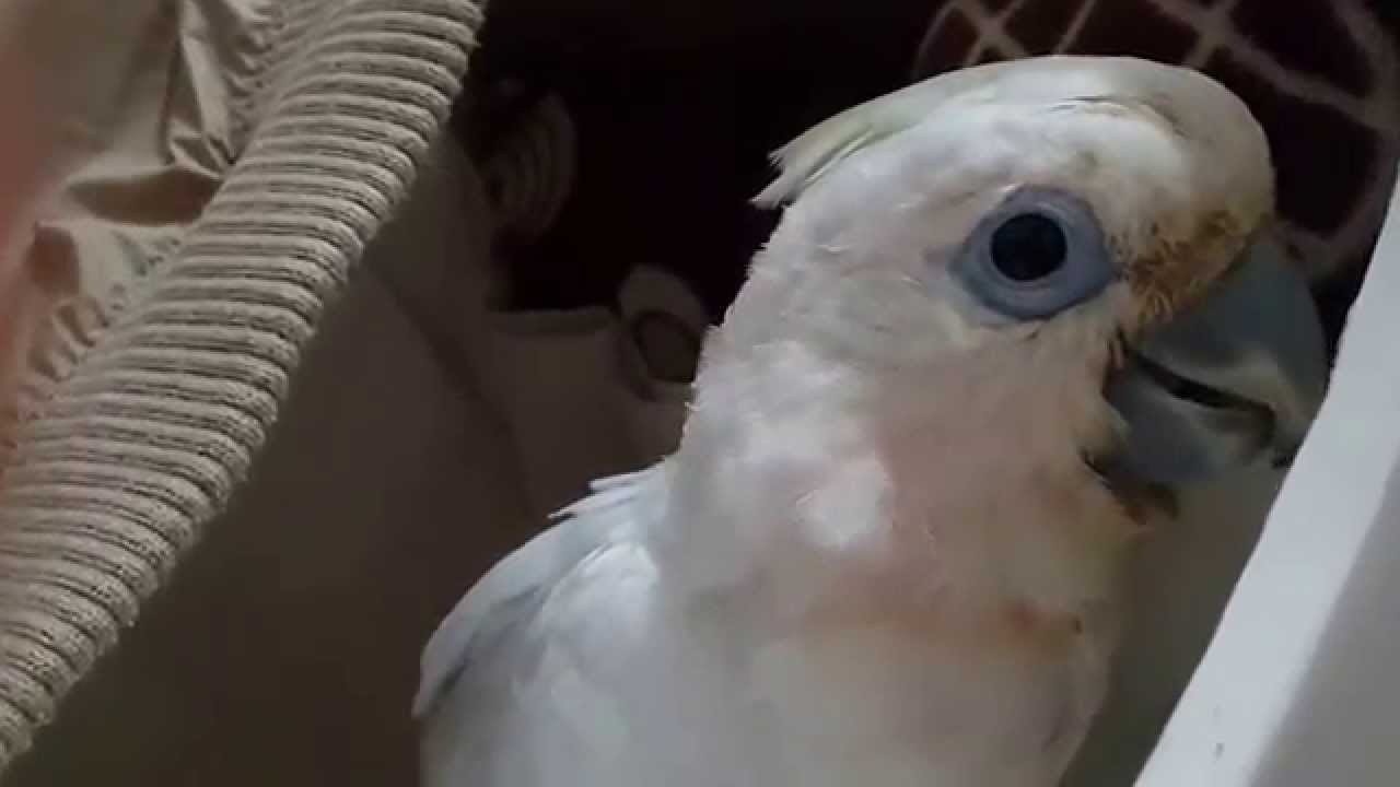 Baby Ducorp's Cockatoo 'LeLe' crying (5) - YouTube