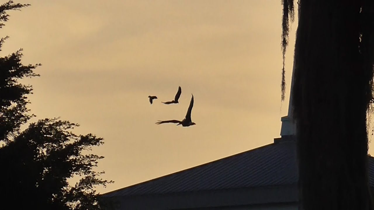 SWFL Eagles_The Crows Deter Nestorations 05-27-15 - YouTube