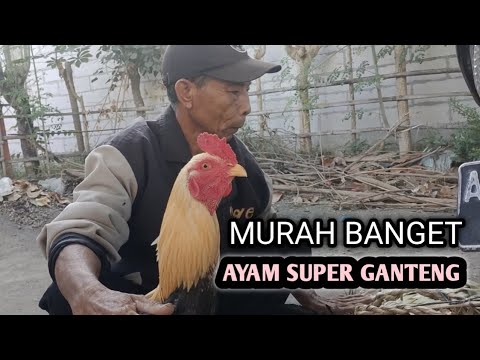 Ayam bagus di pasar ini murah  - kandang biru ABG 