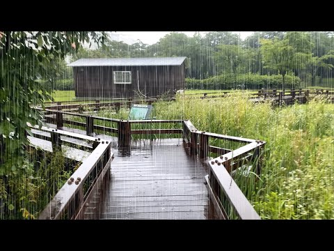 (4K) Walking in Heavy Rain | Relaxing Rain Sounds | Rainy Park | S. Korea | 비 오는 공원, 수면 빗소리