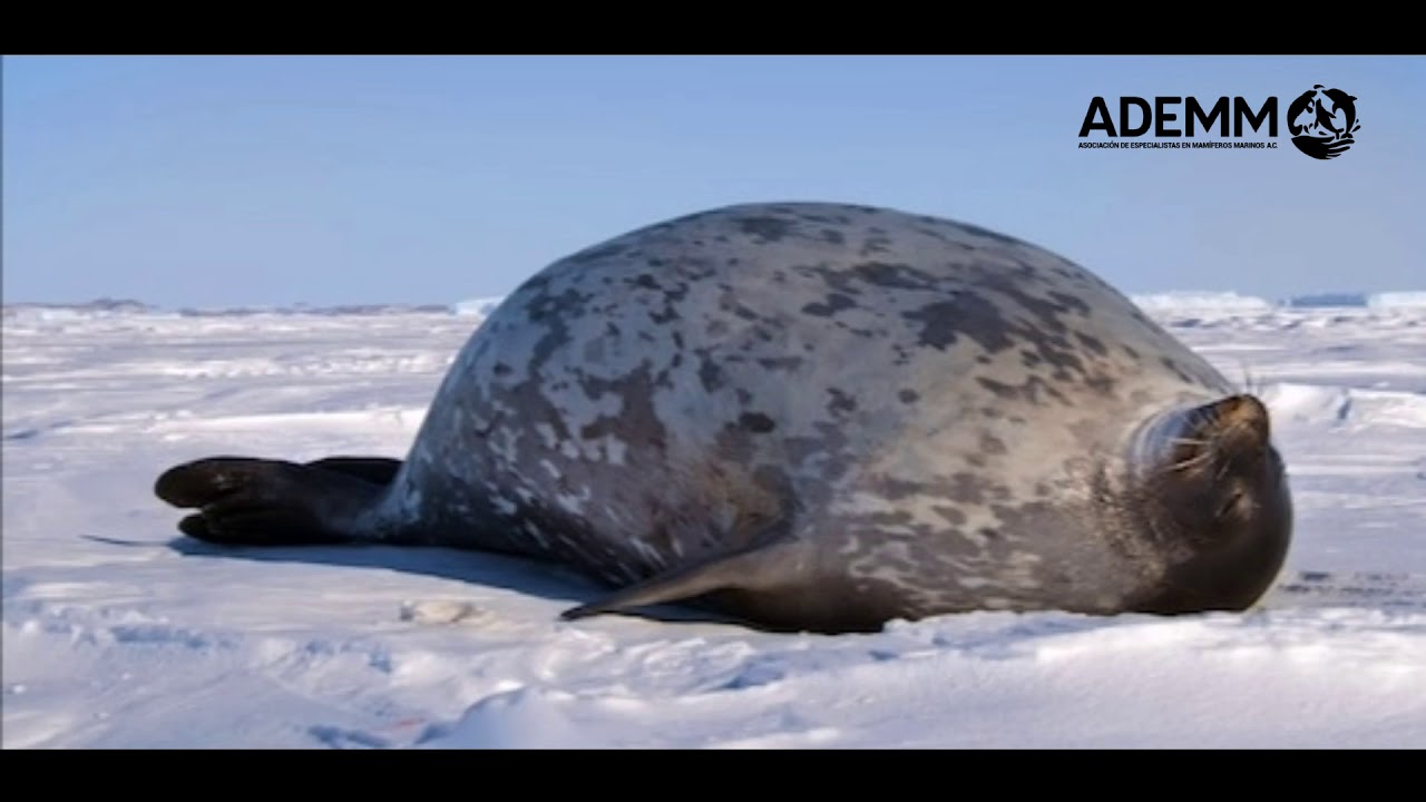 Foca anillada / Pusa hispida - YouTube