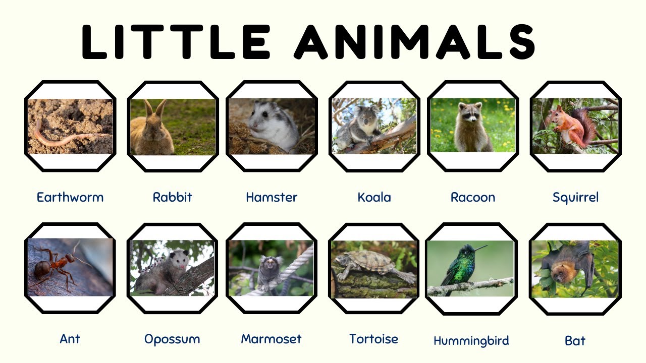 Little Animals - YouTube