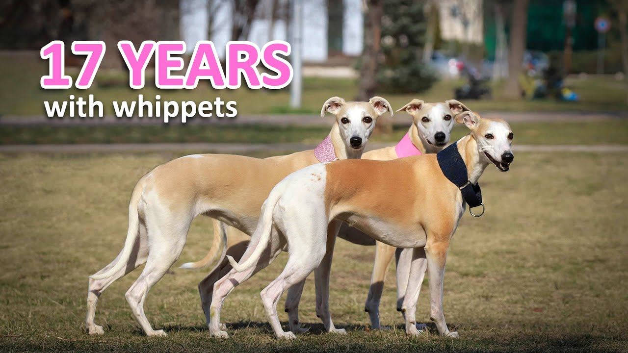 17 Years With Whippets: The Lessons They Taught me - YouTube