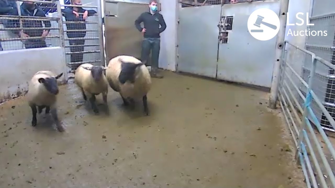 LSL Auctions - Purebred Pedigree Suffolk Ewe with 2 Lambs in Stanorlar ...