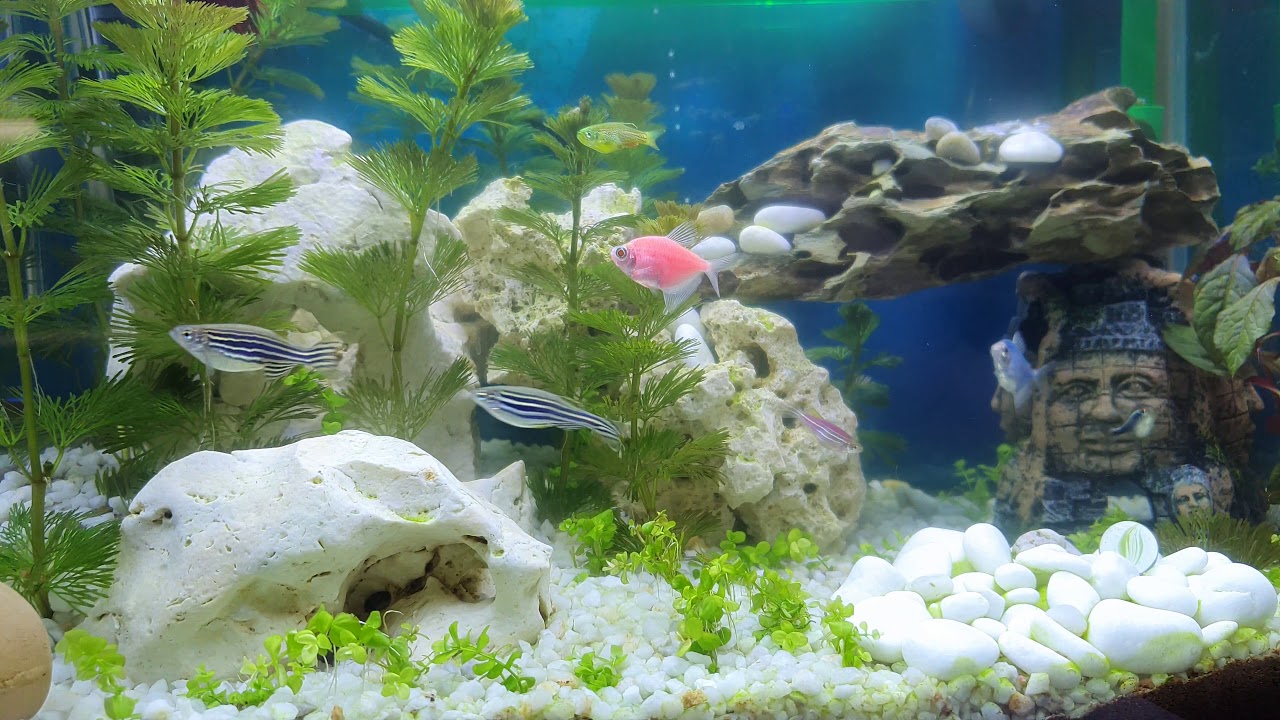 My first aquarium - YouTube