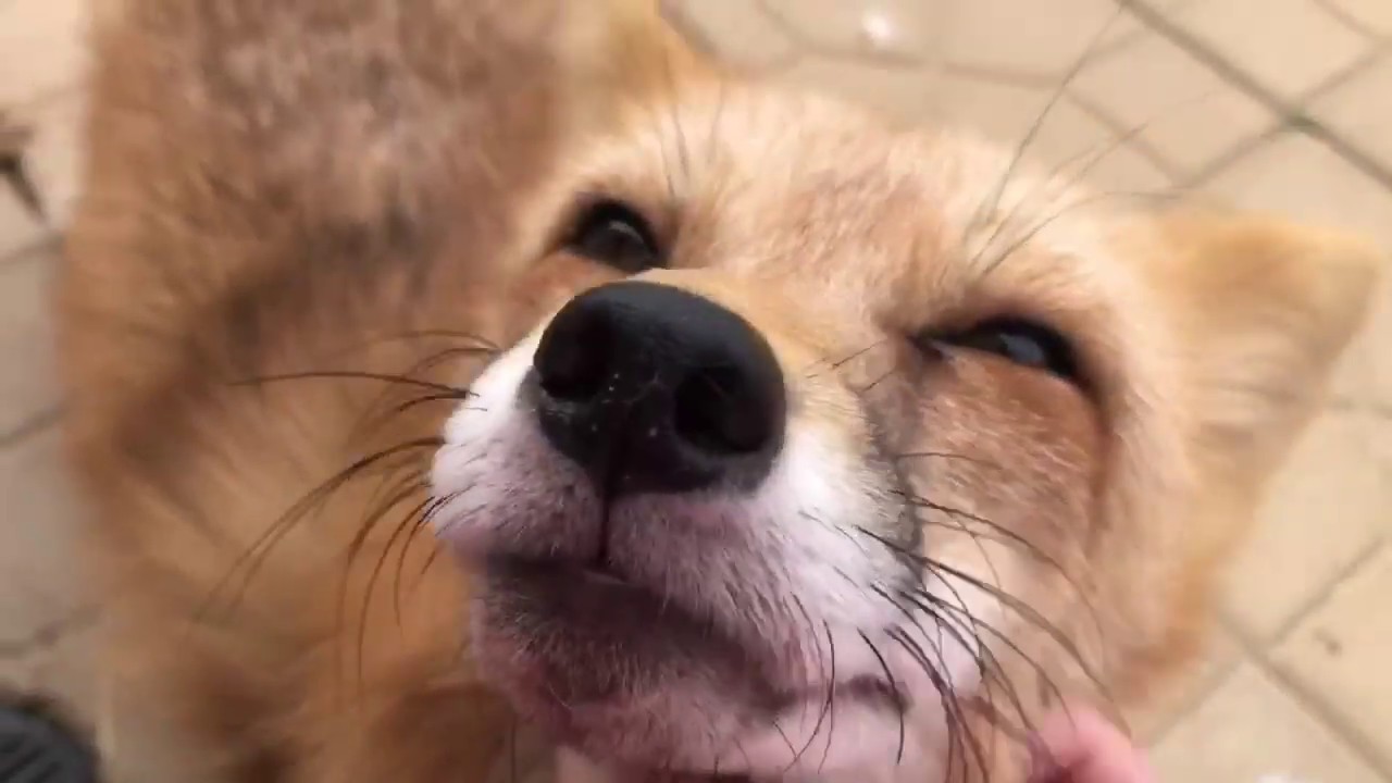 A Tour of the Judith A Bassett Canid Education & Conservation Center ...