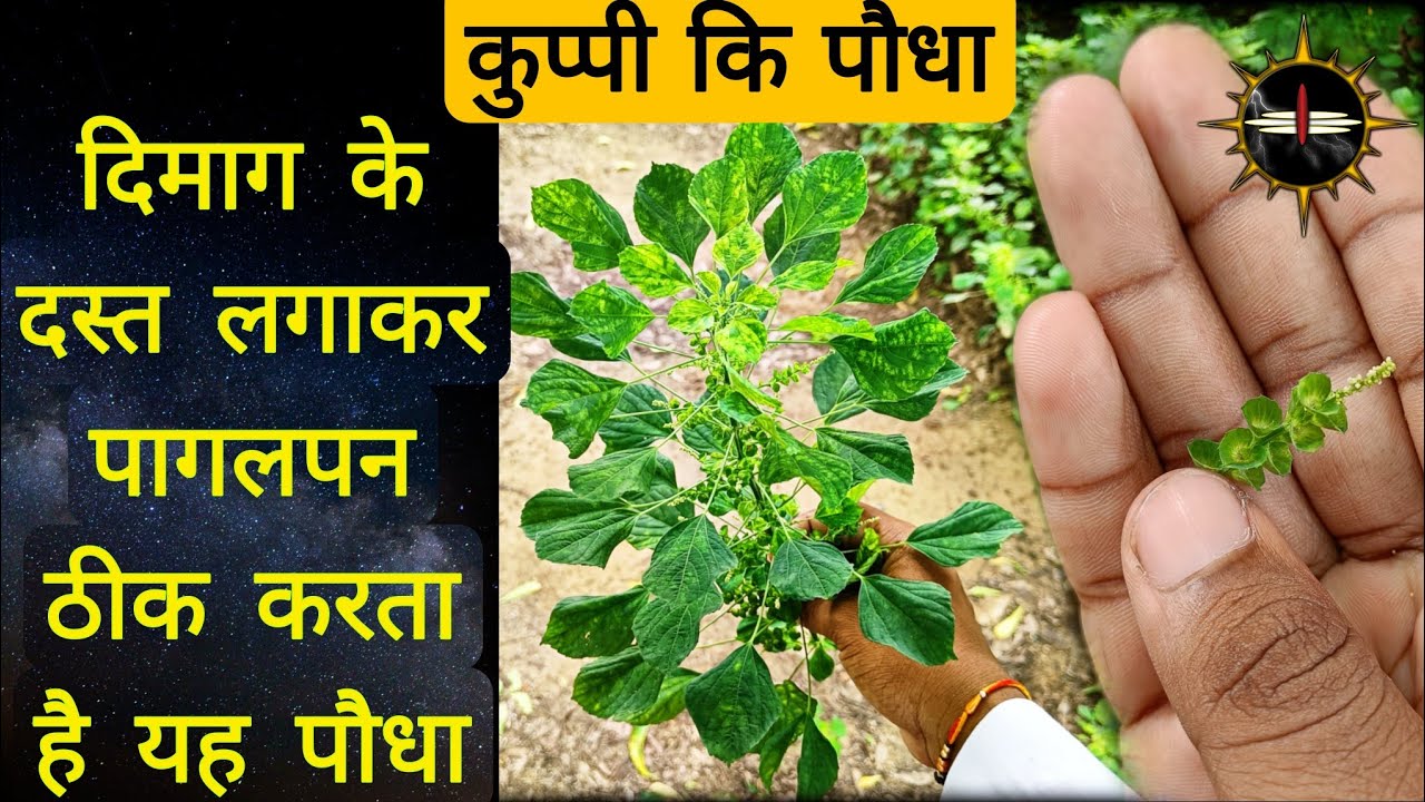 कुप्पी (हरित मंजरी) की पहचान, गुण-दोष व फायदे। Benefits of Kuppi ...