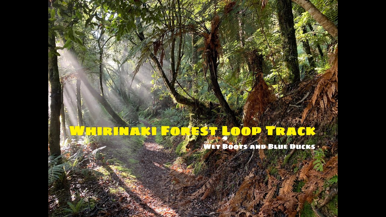 Whirinaki Forest Loop Track, North Island, New Zealand - YouTube
