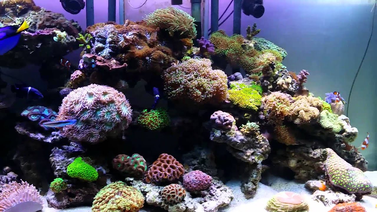 My LPS dominated reef tank - Full view, close-up - YouTube