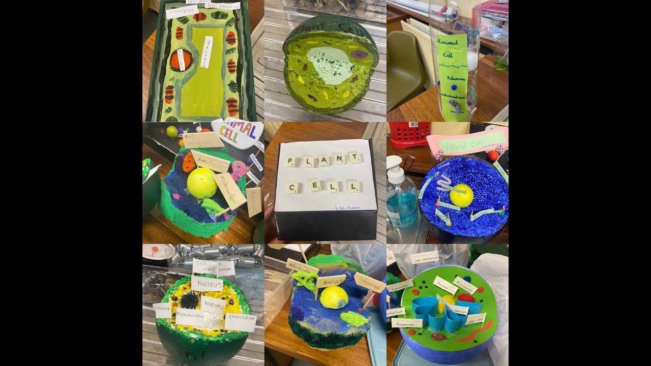 Make Plant & Animal 3D Cell Models DIY Project | By: Students | - YouTube