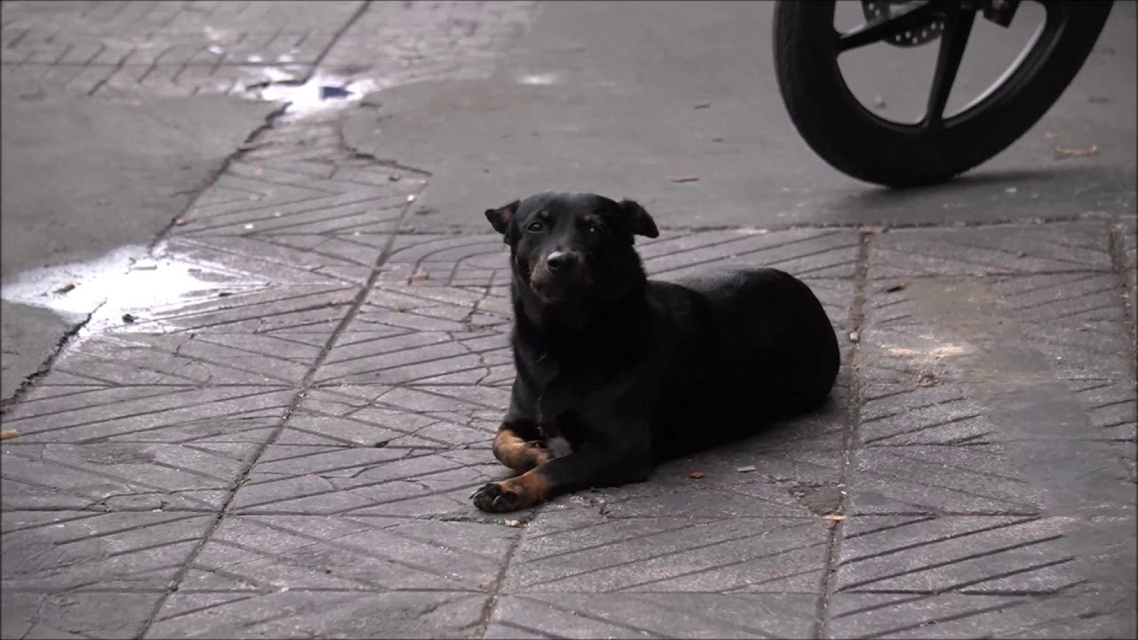 Dogs Life in Vietnam #7 - YouTube