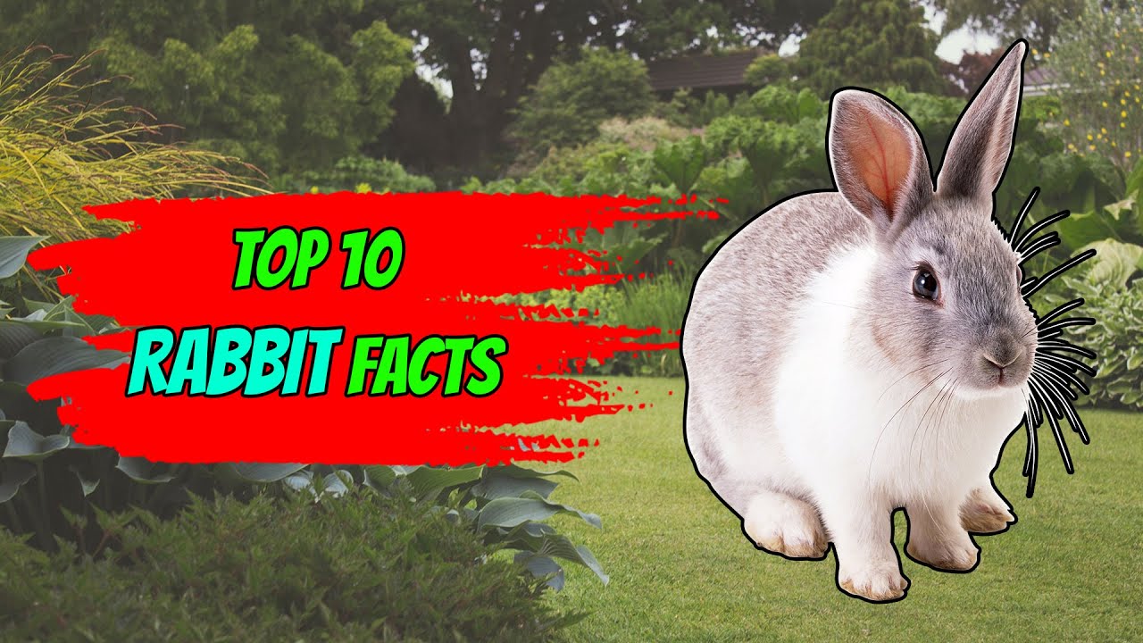 10 Amazing Rabbit Facts that will blow you away | Cutest Animals on ...