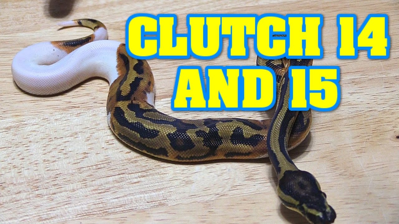 Clutch #14 and #15 UPDATE!! Let's see what baby ball pythons we got! - YouTube